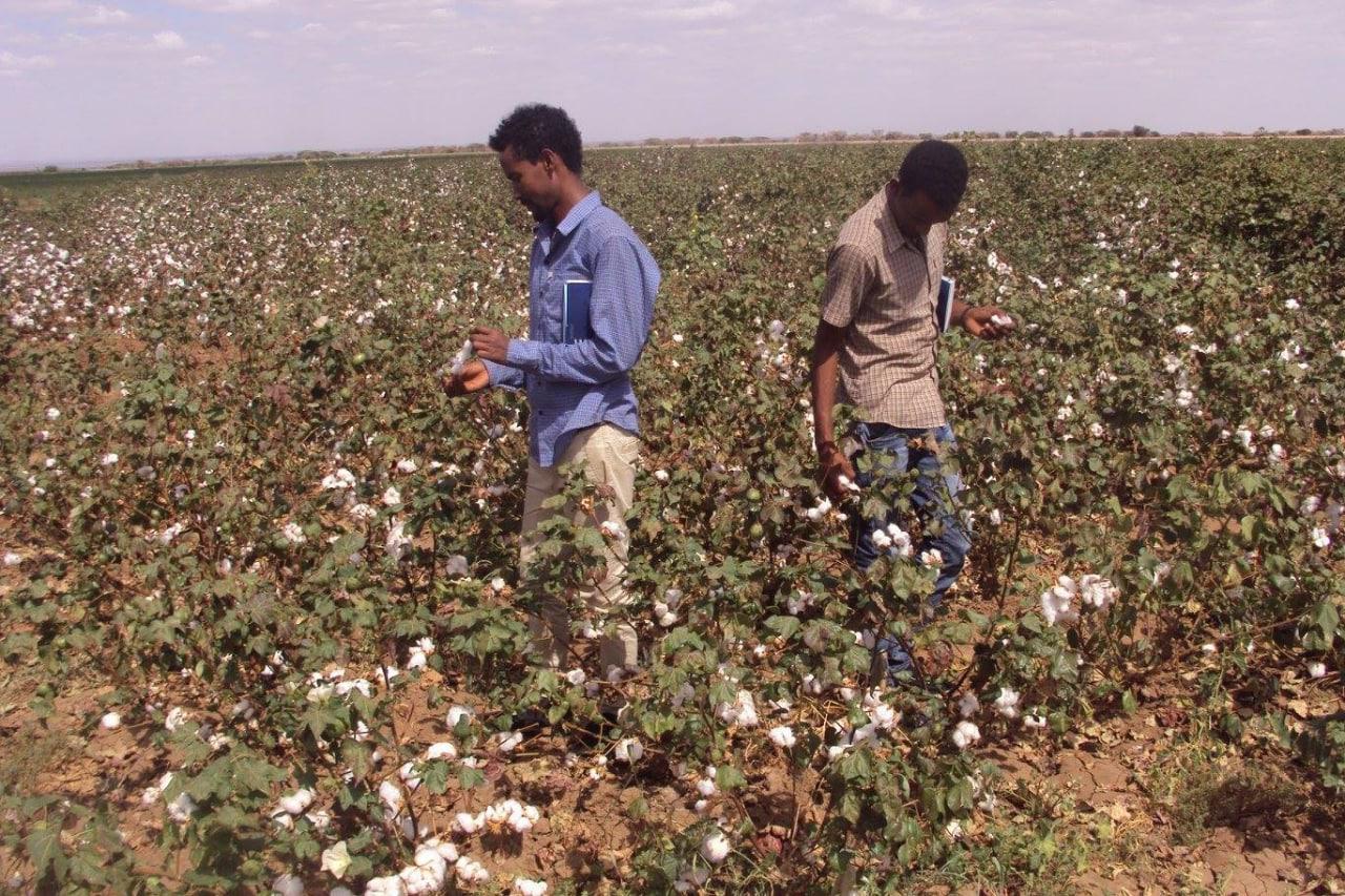 Ethiopian cotton: rich-in-tradition - ETGAMA